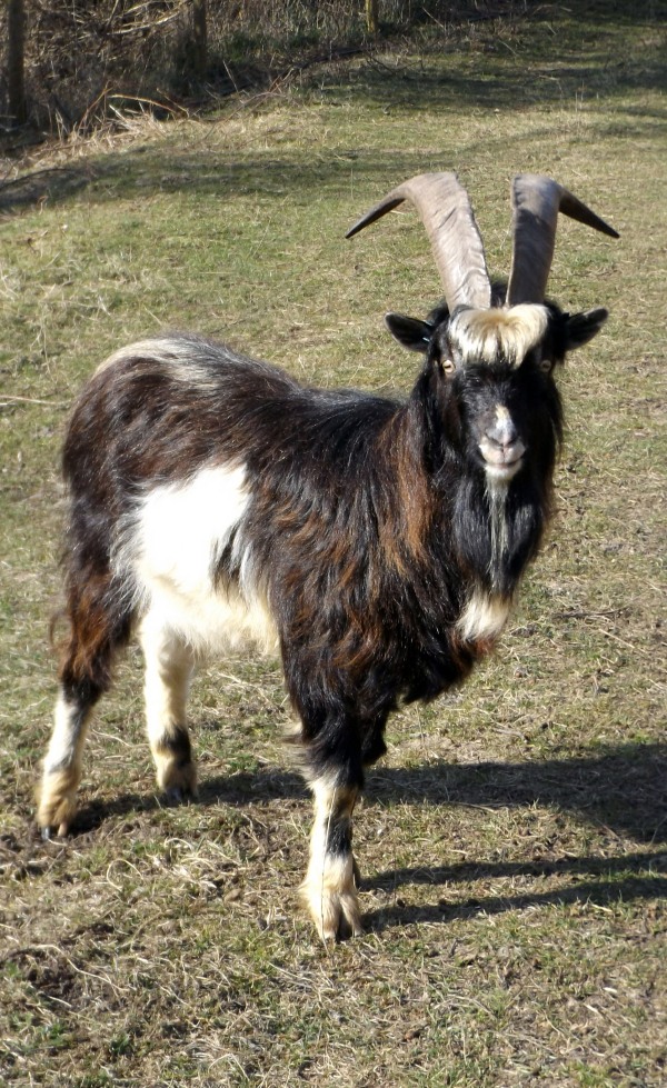 Kent Ramblers Walk of the Month